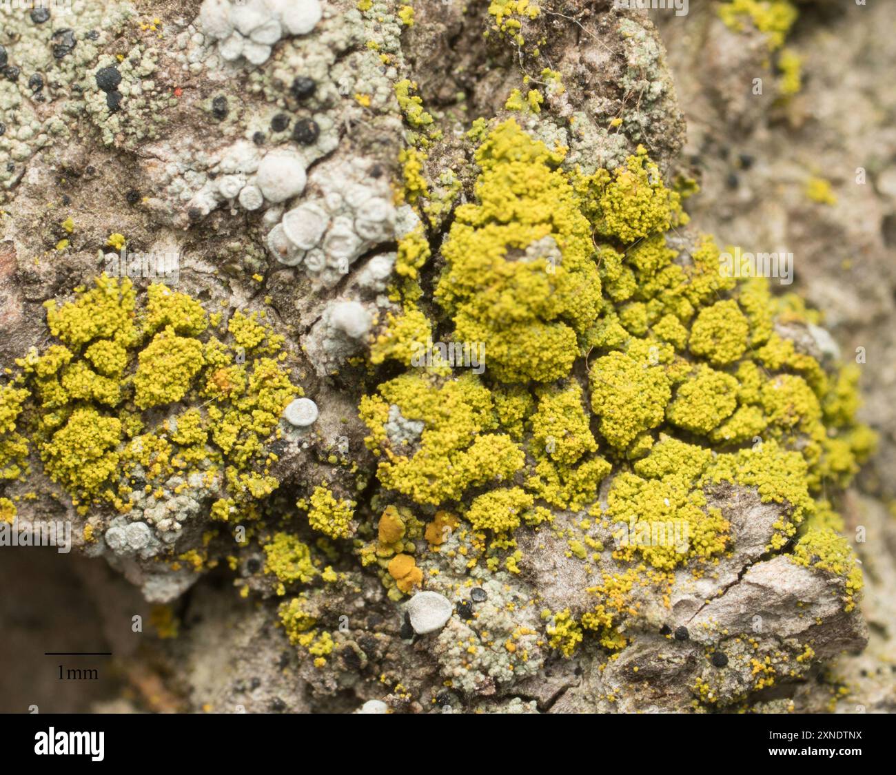 common lichens (Lecanoromycetes) Fungi Stock Photo - Alamy