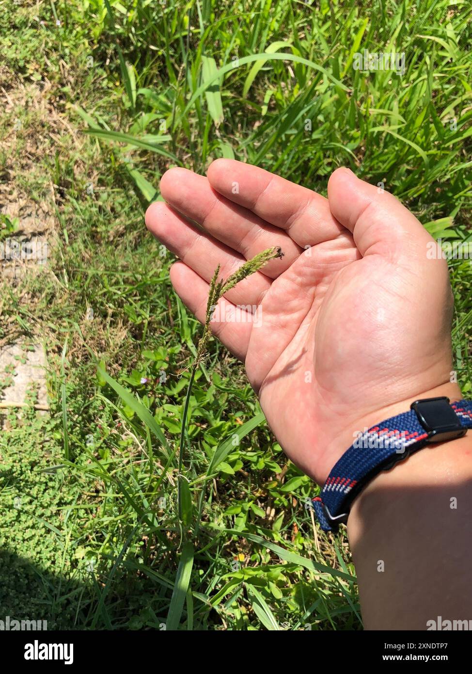 Vasey Grass (Paspalum urvillei) Plantae Stock Photo - Alamy