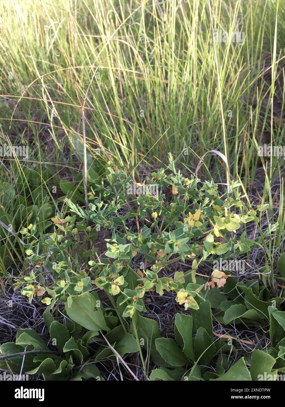 mountain spurge (Euphorbia chamaesula) Plantae Stock Photo - Alamy
