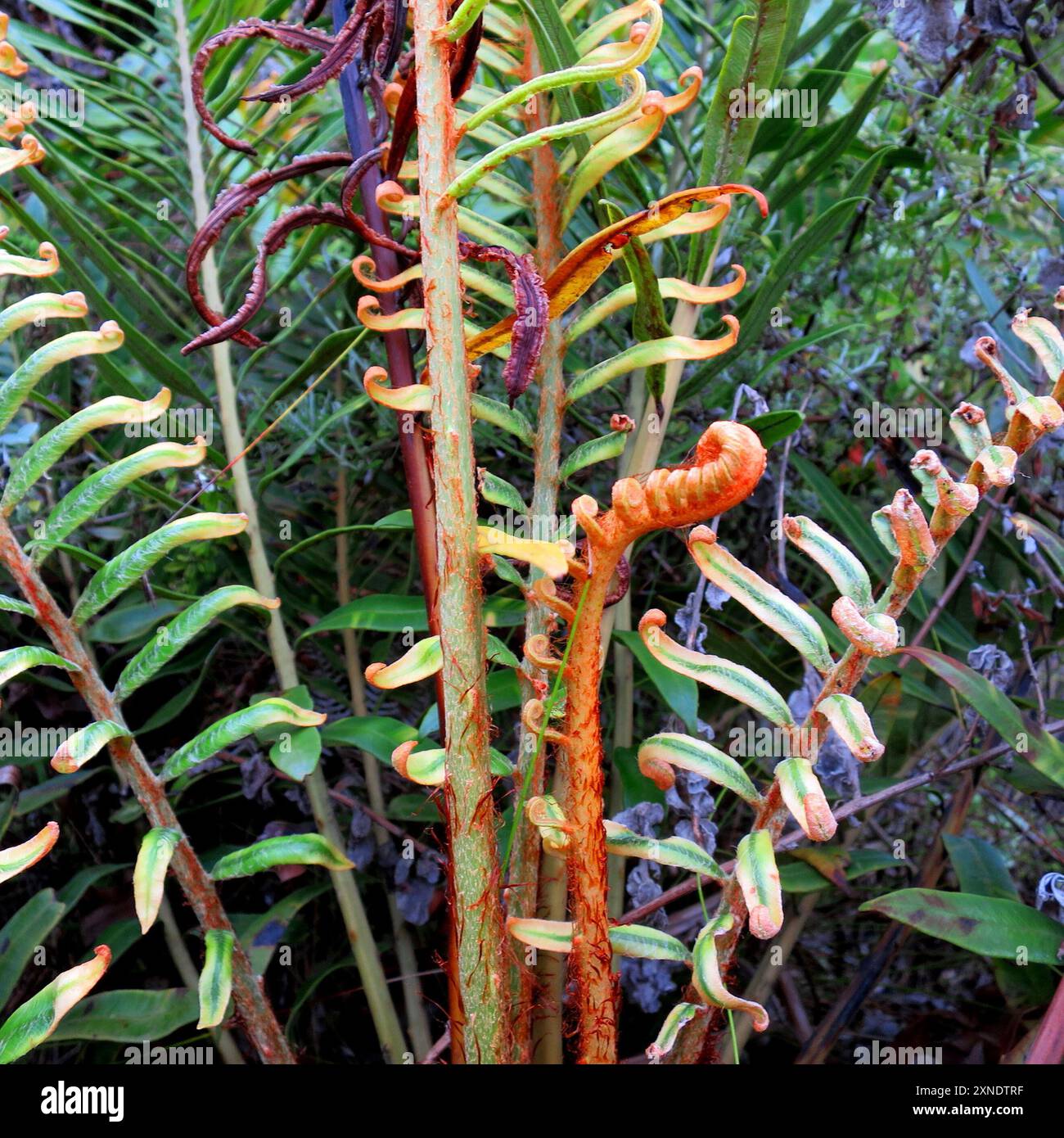 Leathery Hard Fern (Lomariocycas tabularis) Plantae Stock Photo - Alamy
