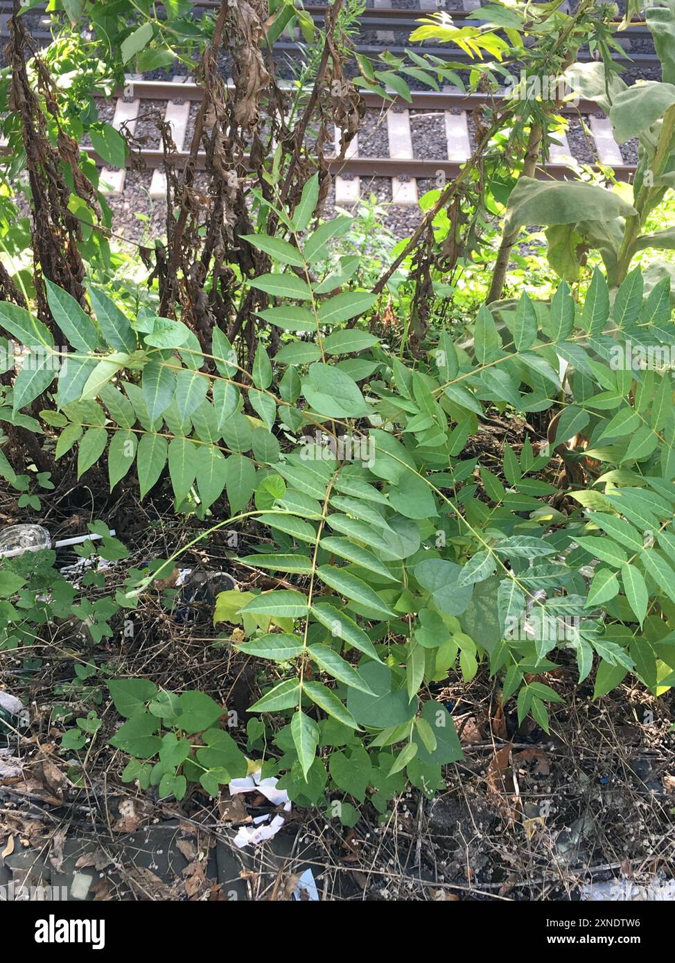 tree-of-heaven (Ailanthus altissima) Plantae Stock Photo - Alamy
