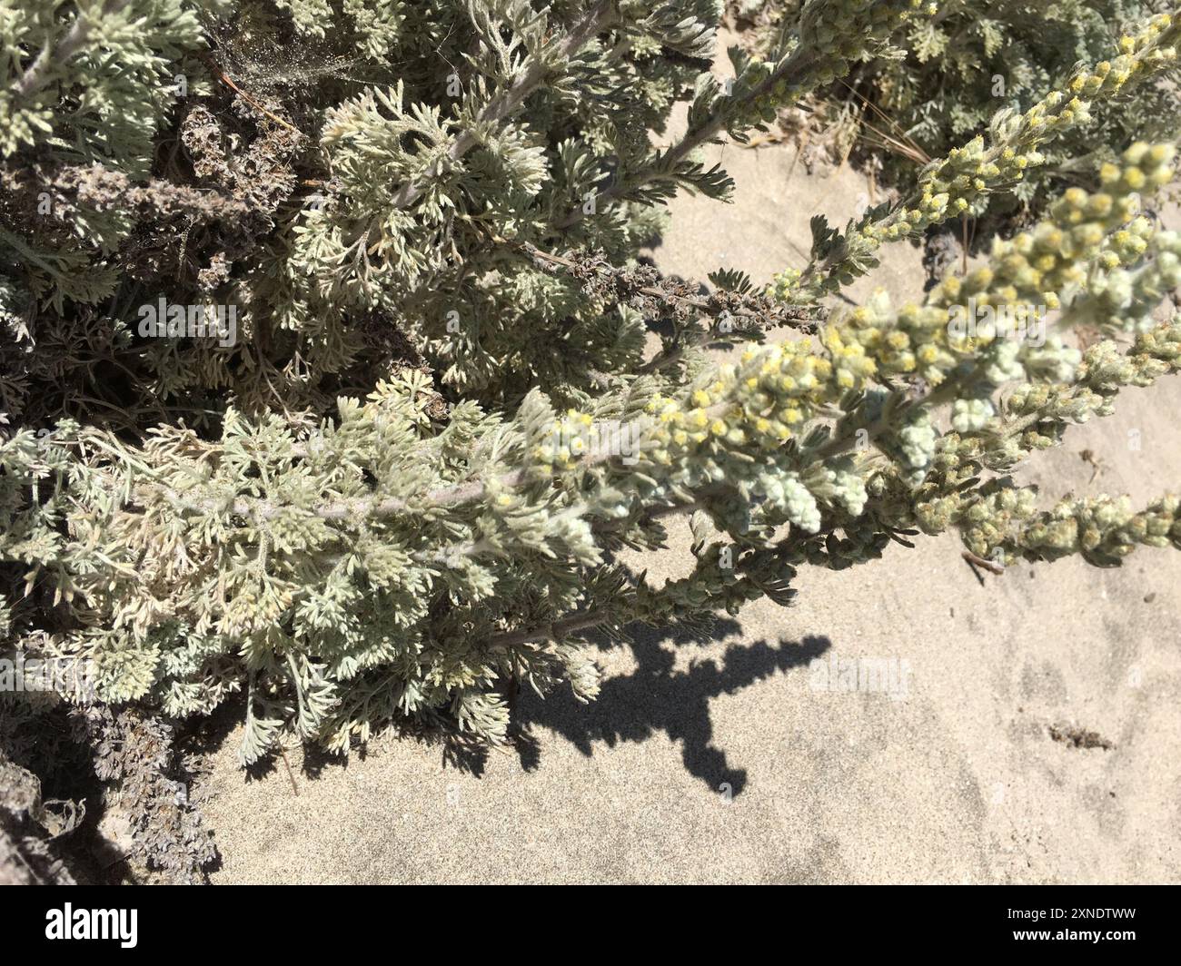 coastal sagewort (Artemisia pycnocephala) Plantae Stock Photo - Alamy