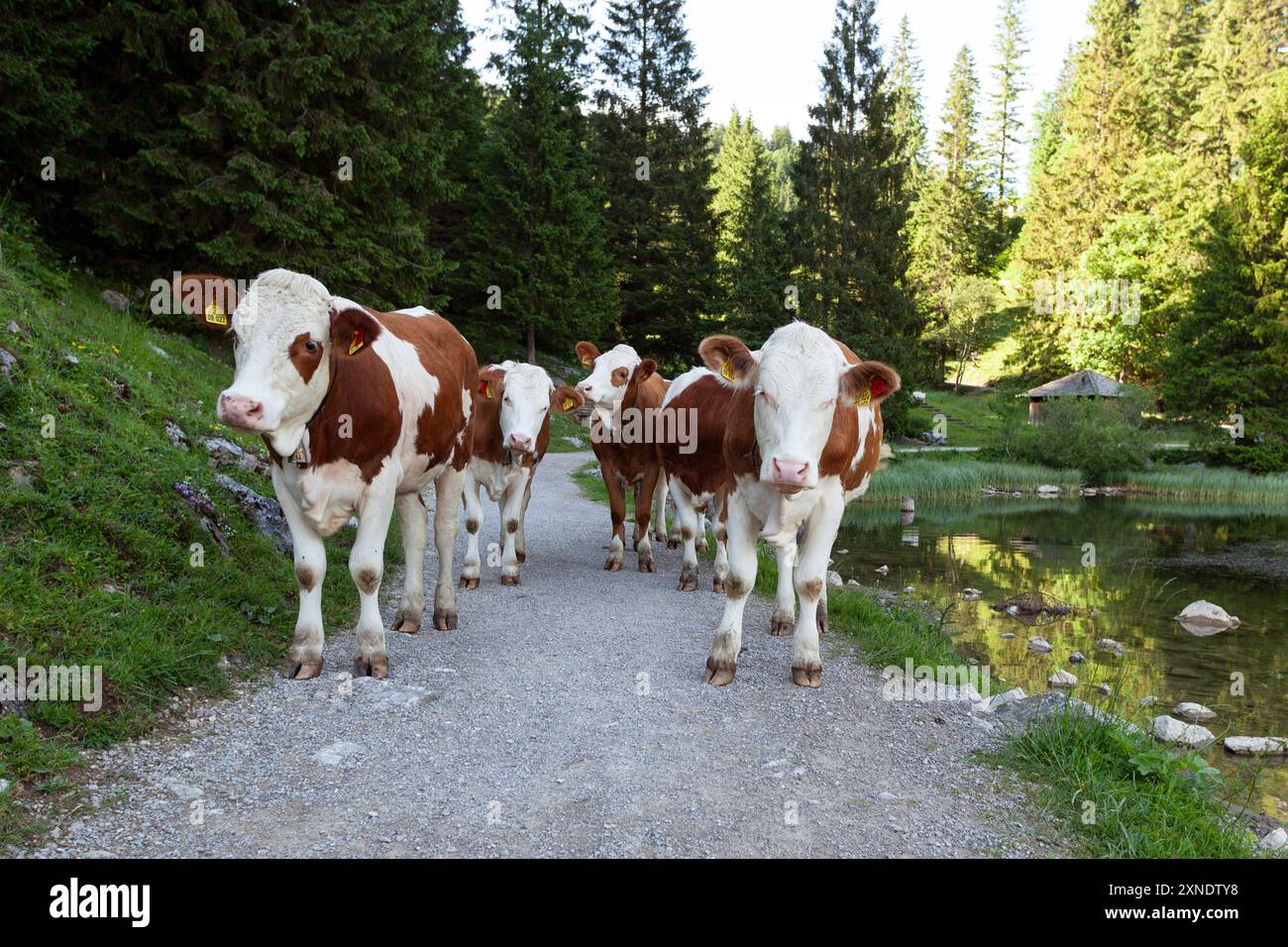 Herd of cows at lake Spitzingsee in summertime Bavaria, Germany Stock ...
