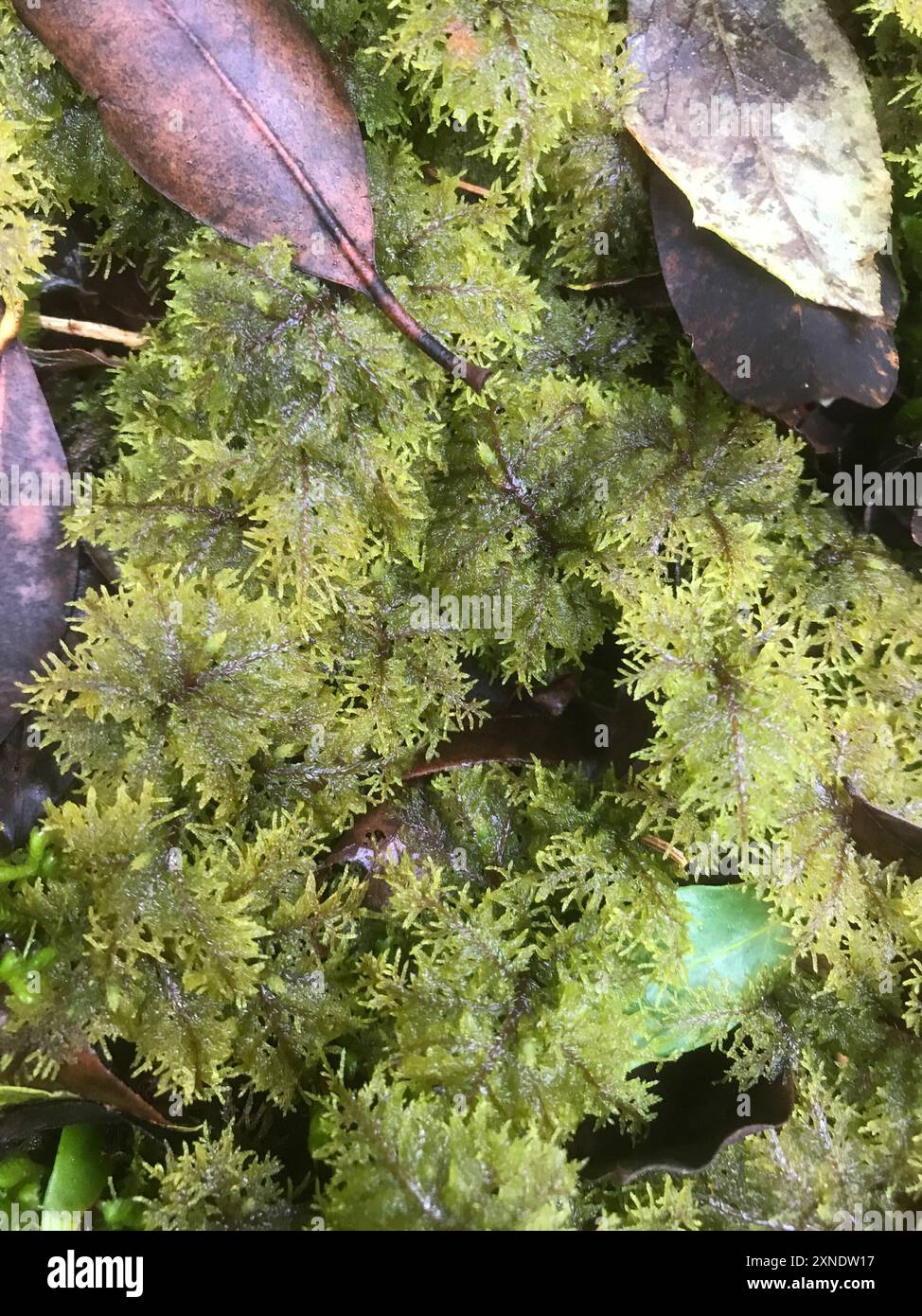 stairstep moss (Hylocomium splendens) Plantae Stock Photo - Alamy