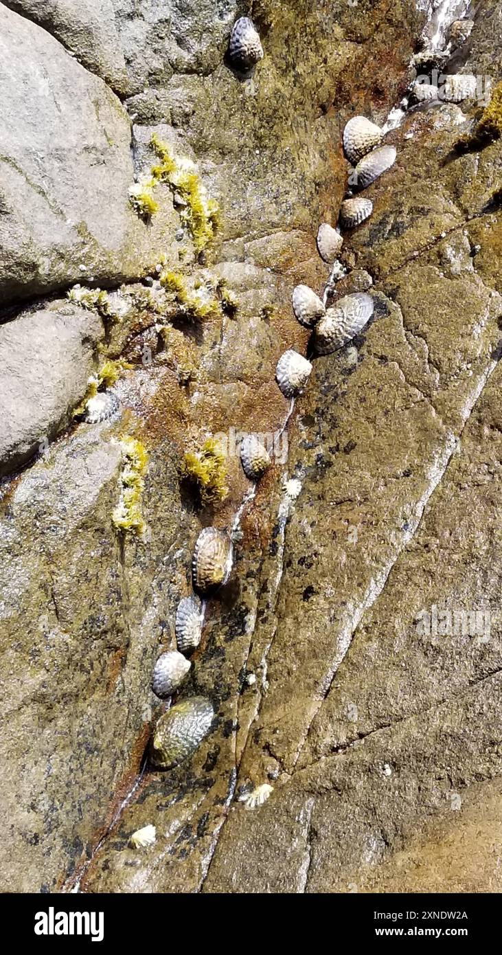 Owl Limpet (Lottia gigantea) Mollusca Stock Photo - Alamy