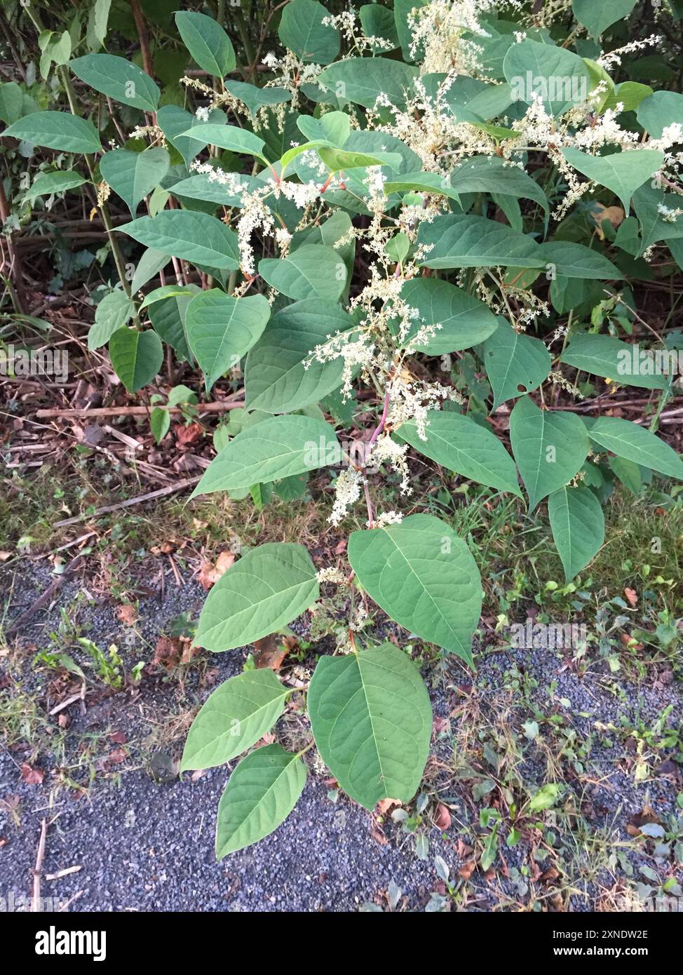 Japanese knotweed (Reynoutria japonica) Plantae Stock Photo - Alamy