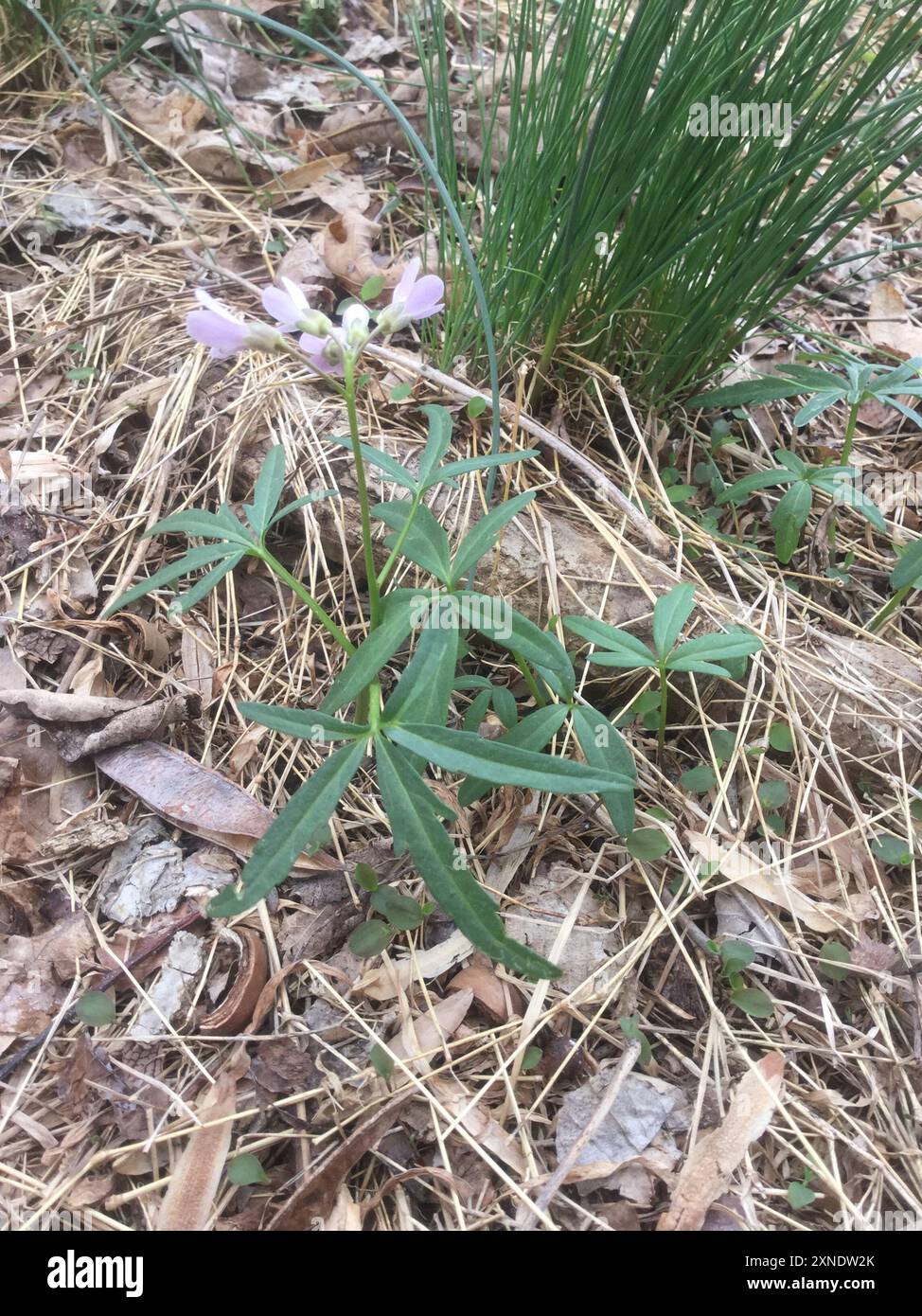 cut-leaved toothwort (Cardamine concatenata) Plantae Stock Photo - Alamy