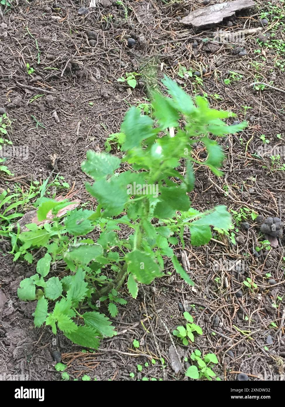 Dwarf Nettle (Urtica urens) Plantae Stock Photo - Alamy