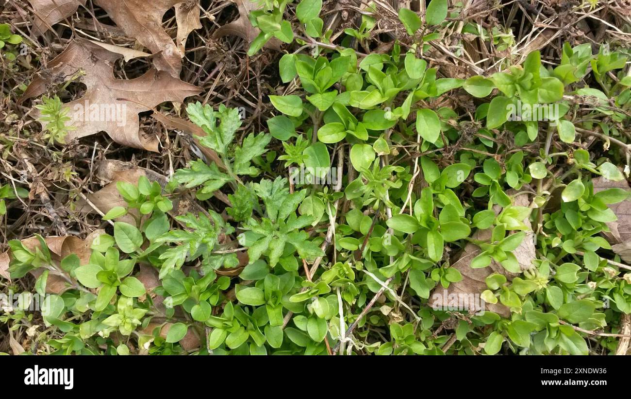 chickweeds (Stellaria) Plantae Stock Photo - Alamy