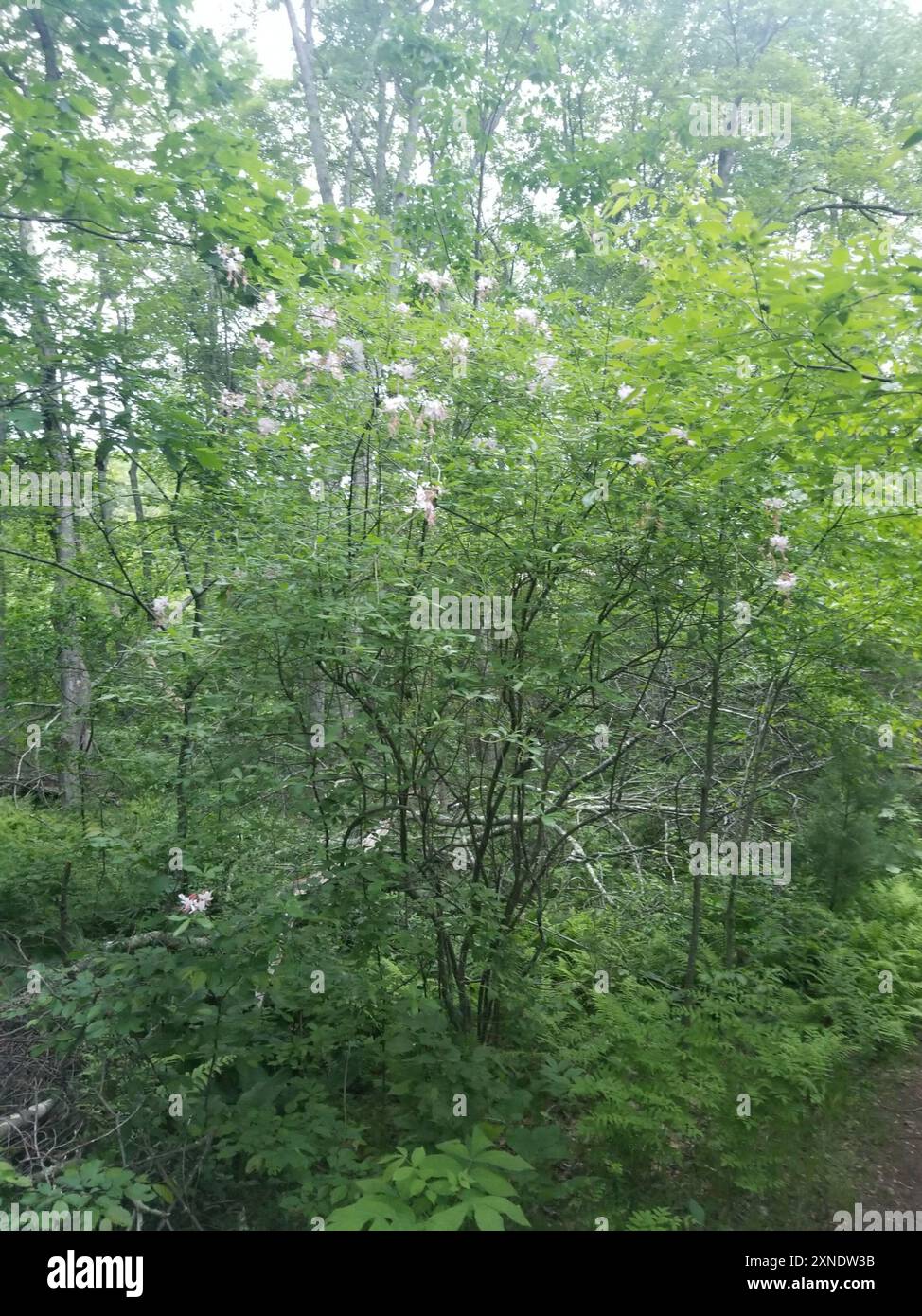 Pinxter Flower (Rhododendron periclymenoides) Plantae Stock Photo - Alamy