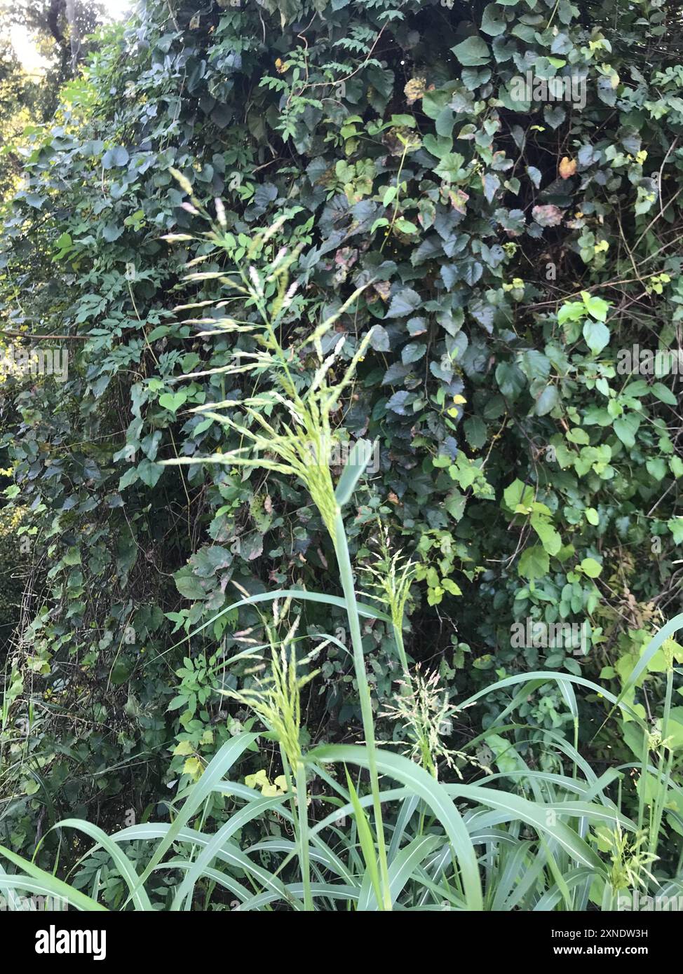 Johnson grass (Sorghum halepense) Plantae Stock Photo - Alamy