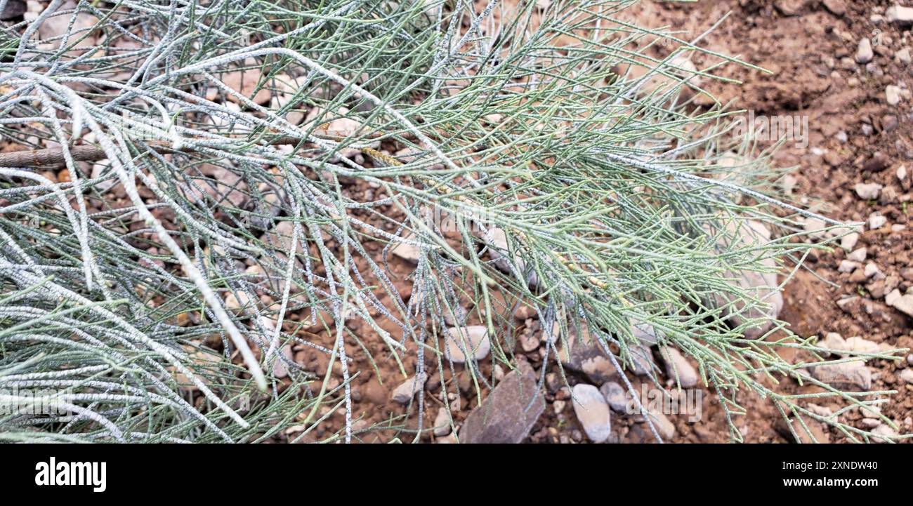 athel tamarisk (Tamarix aphylla) Plantae Stock Photo - Alamy