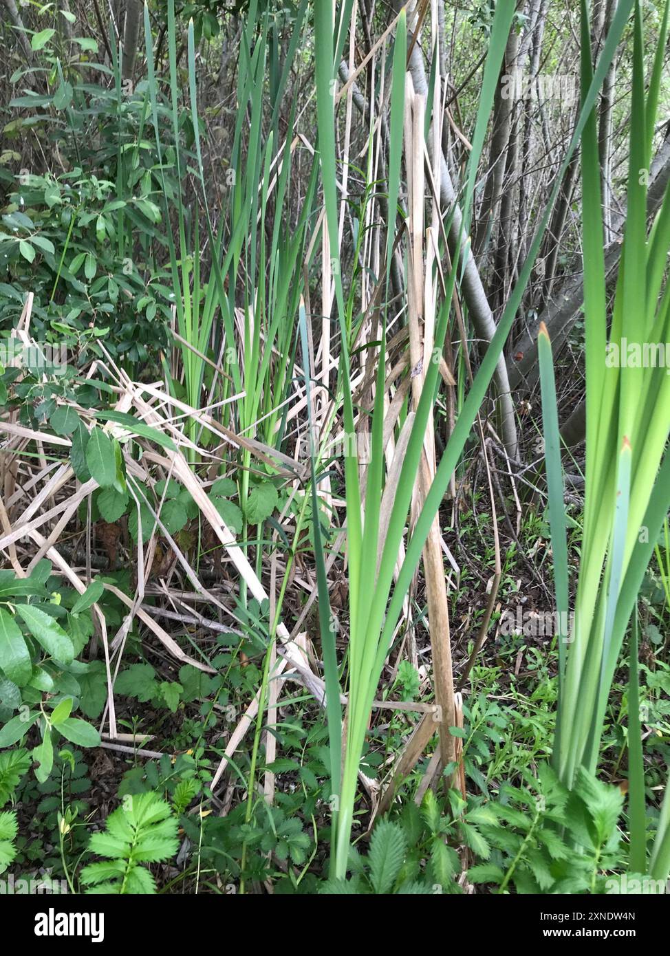 giant wild rye (Leymus condensatus) Plantae Stock Photo - Alamy
