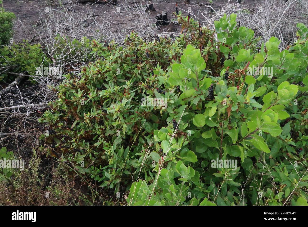Inkweed (Phytolacca octandra) Plantae Stock Photo - Alamy