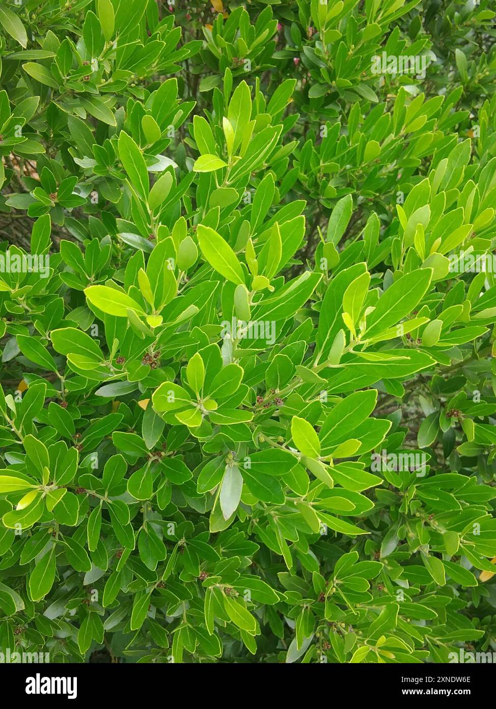 gallberry (Ilex glabra) Plantae Stock Photo - Alamy