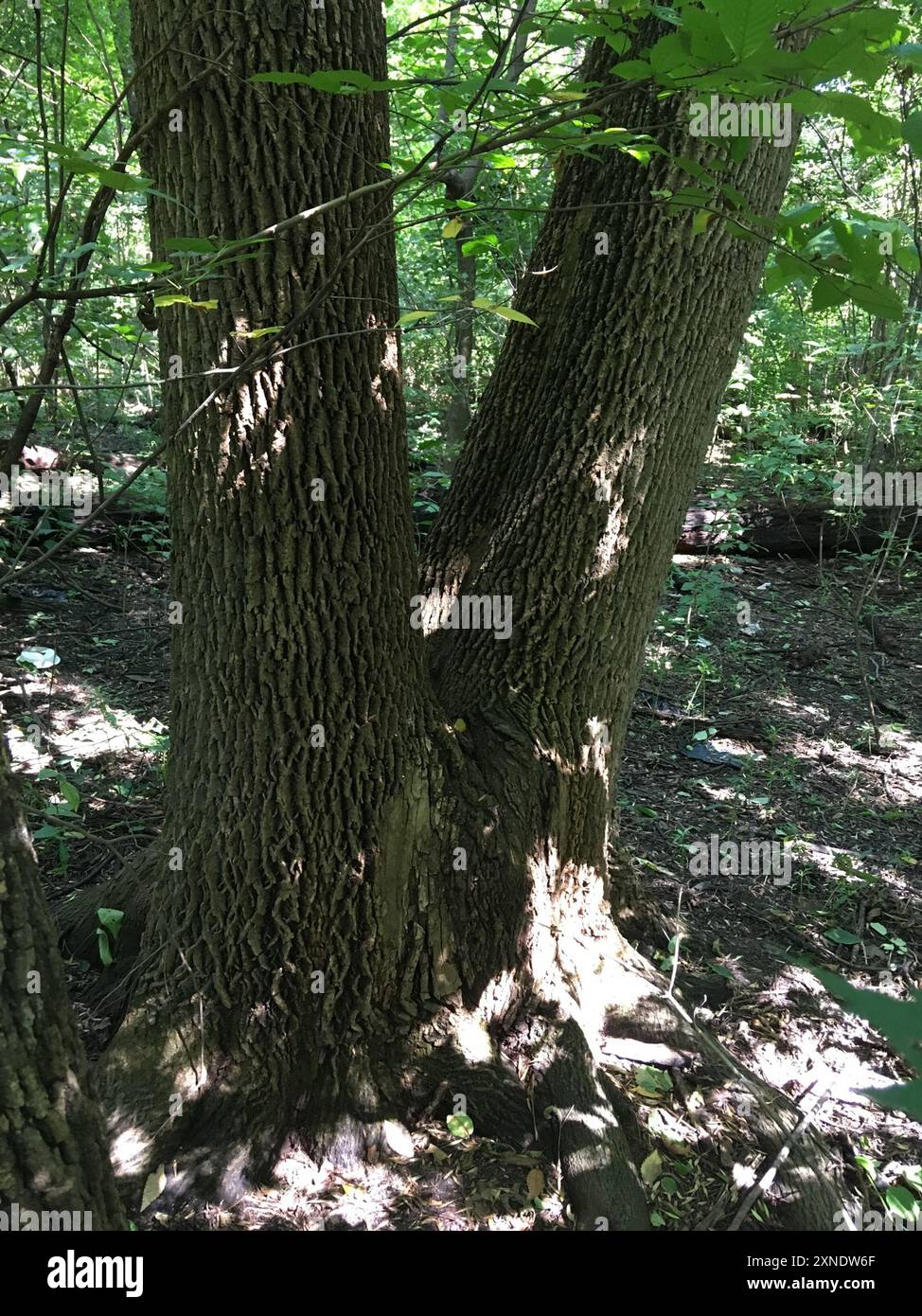 ashes (Fraxinus) Plantae Stock Photo - Alamy
