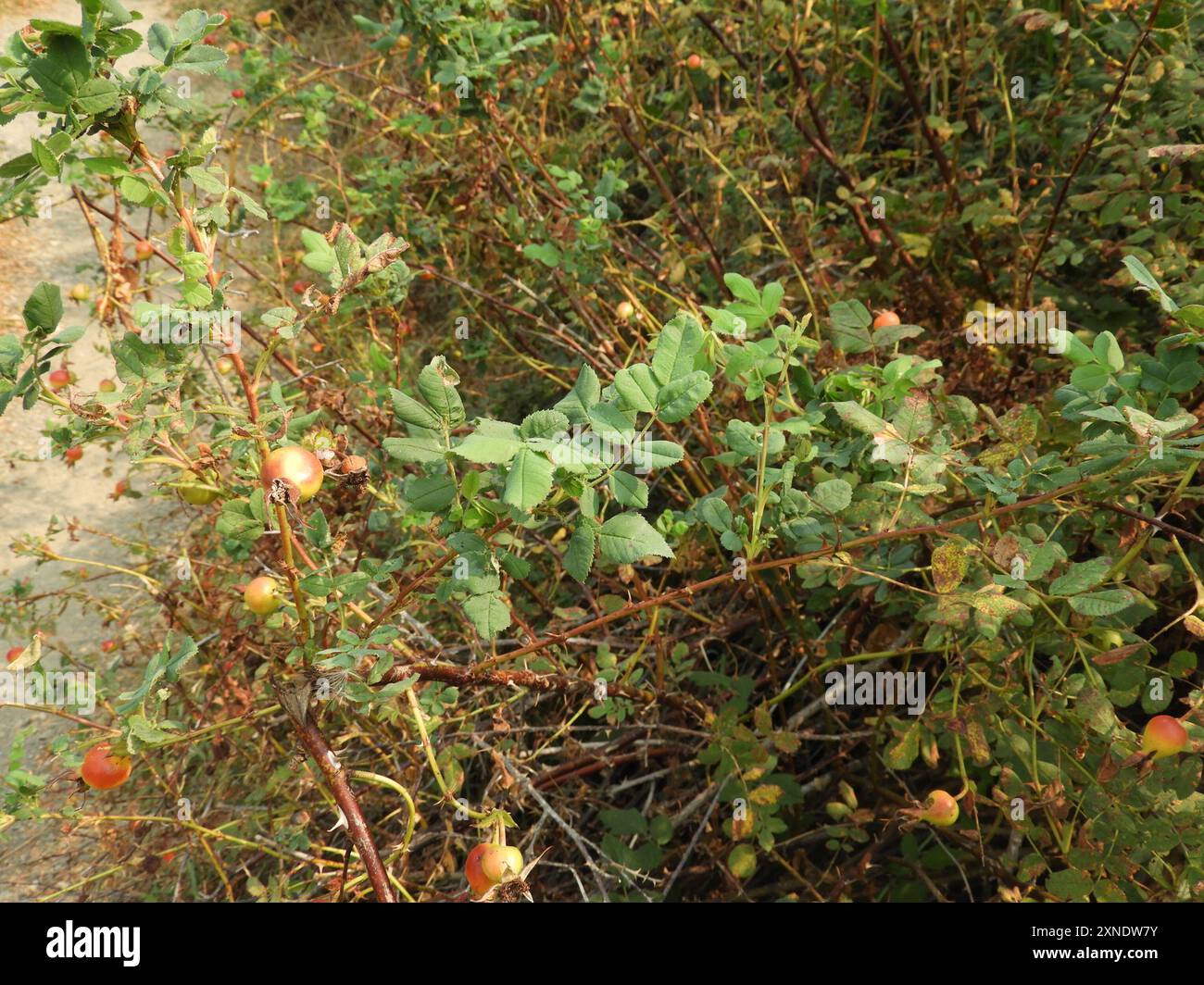 Nootka rose (Rosa nutkana) Plantae Stock Photo - Alamy