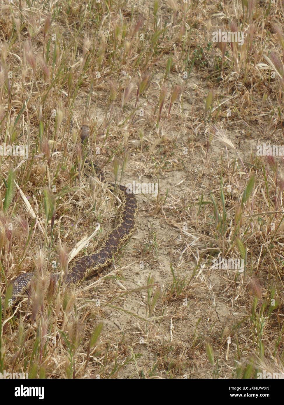 Pacific Gopher Snake (Pituophis catenifer catenifer) Reptilia Stock ...
