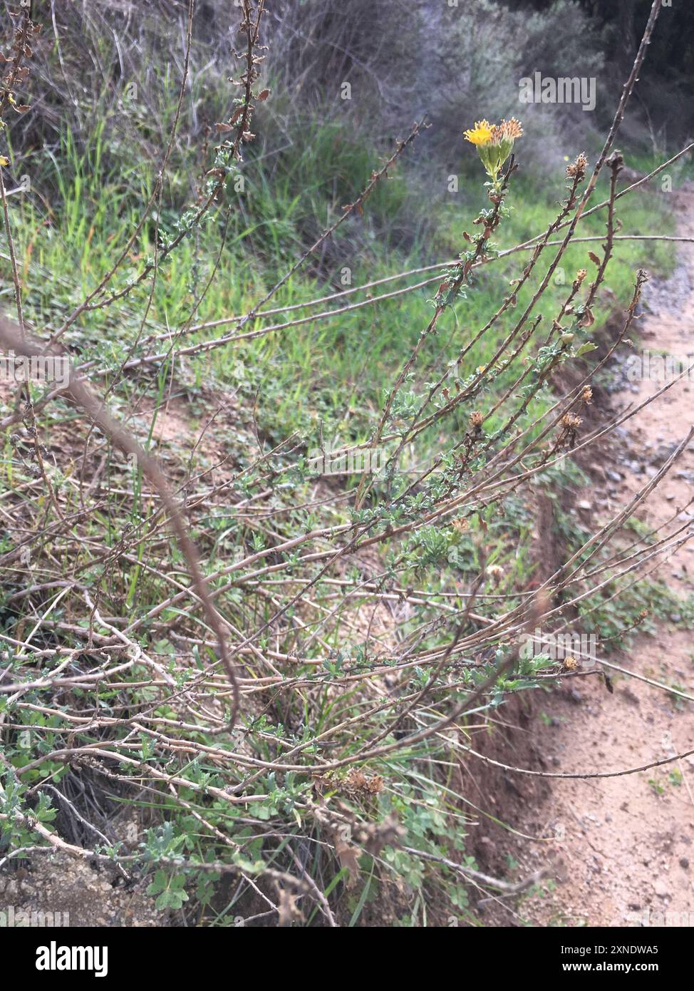 Coastal Goldenbush (Isocoma menziesii) Plantae Stock Photo - Alamy