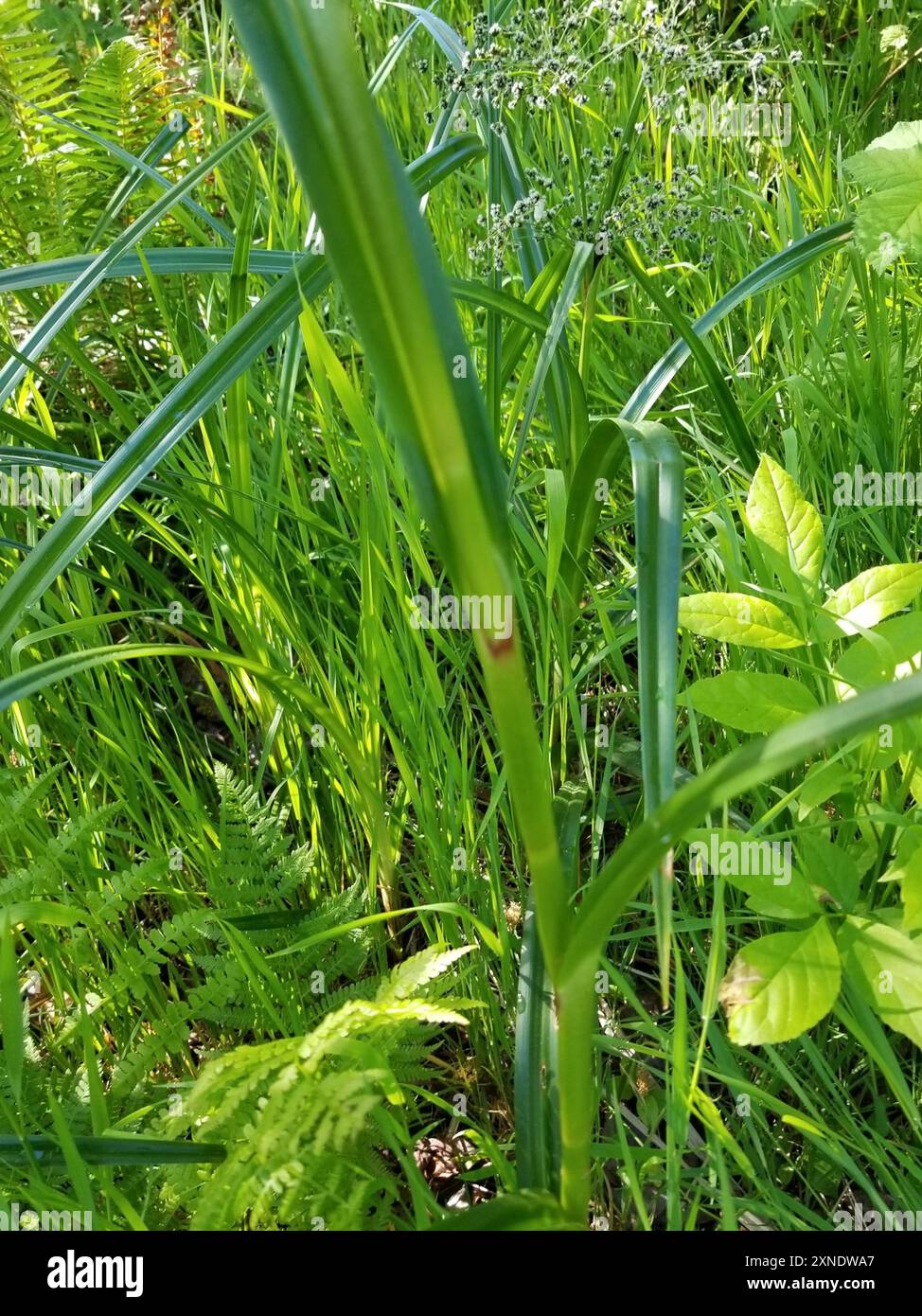 Panicled Bulrush (Scirpus microcarpus) Plantae Stock Photo - Alamy