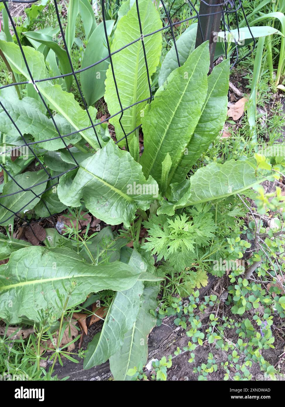 Patience Dock (Rumex patientia) Plantae Stock Photo - Alamy