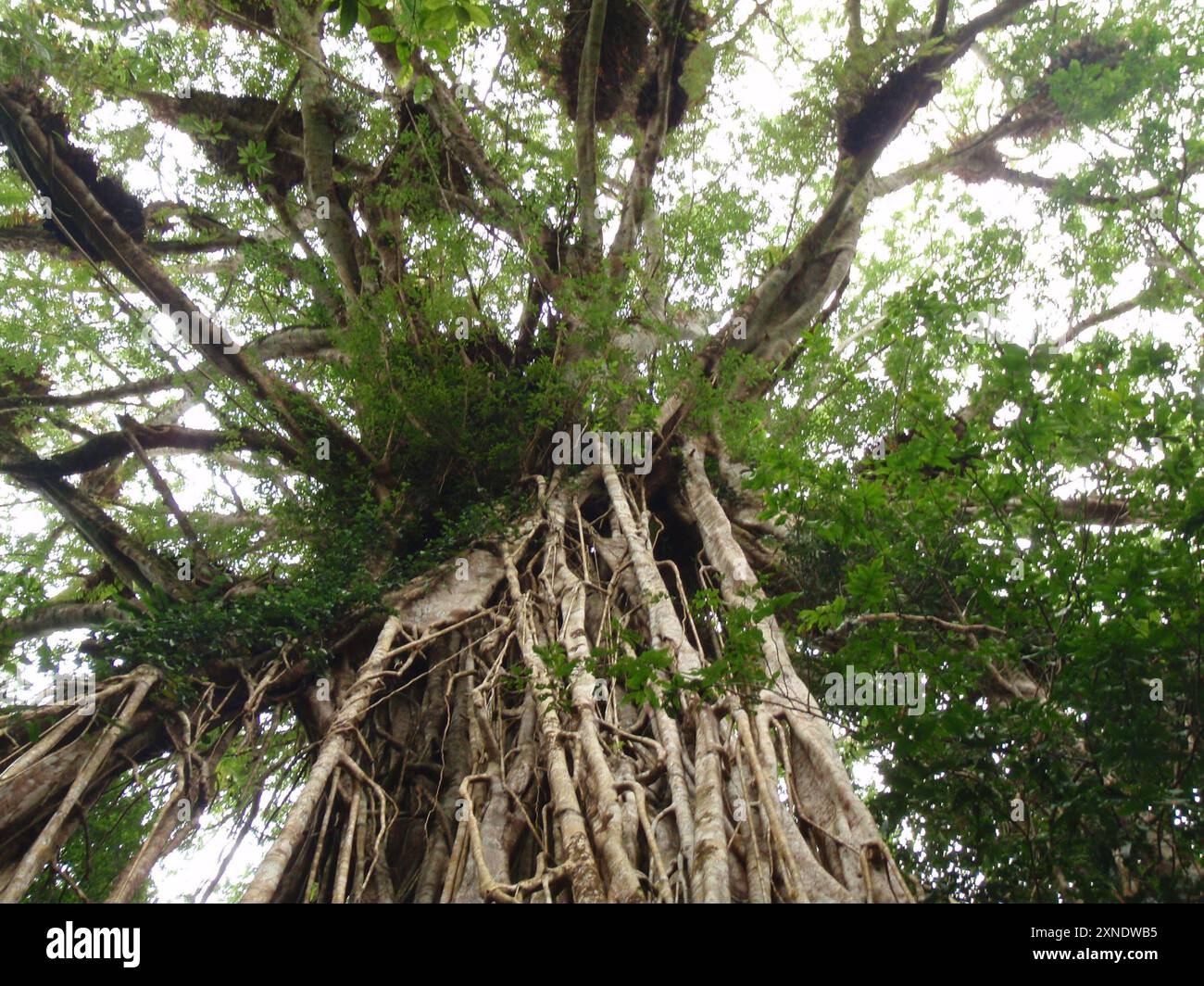 White fig (Ficus virens) Plantae Stock Photo - Alamy