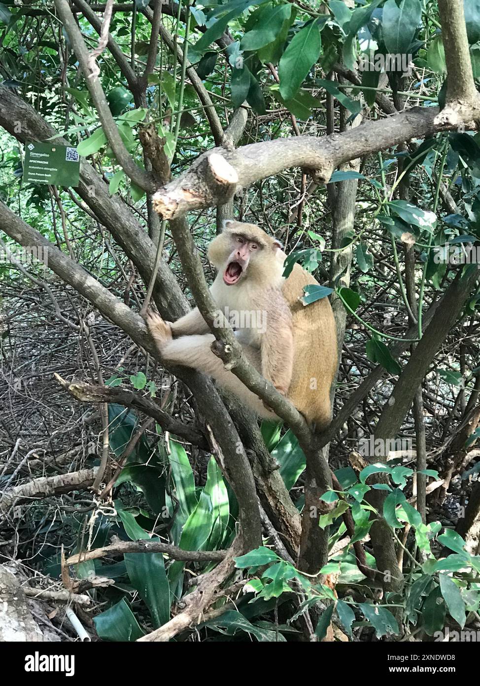 White-throated Samango (Cercopithecus mitis erythrarchus) Mammalia ...