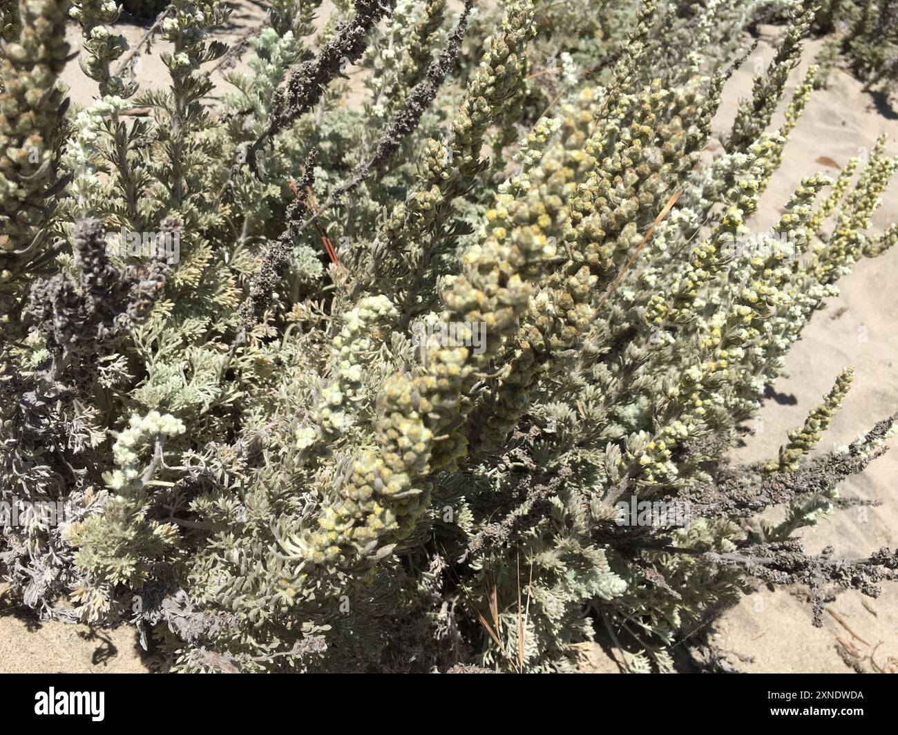 coastal sagewort (Artemisia pycnocephala) Plantae Stock Photo - Alamy