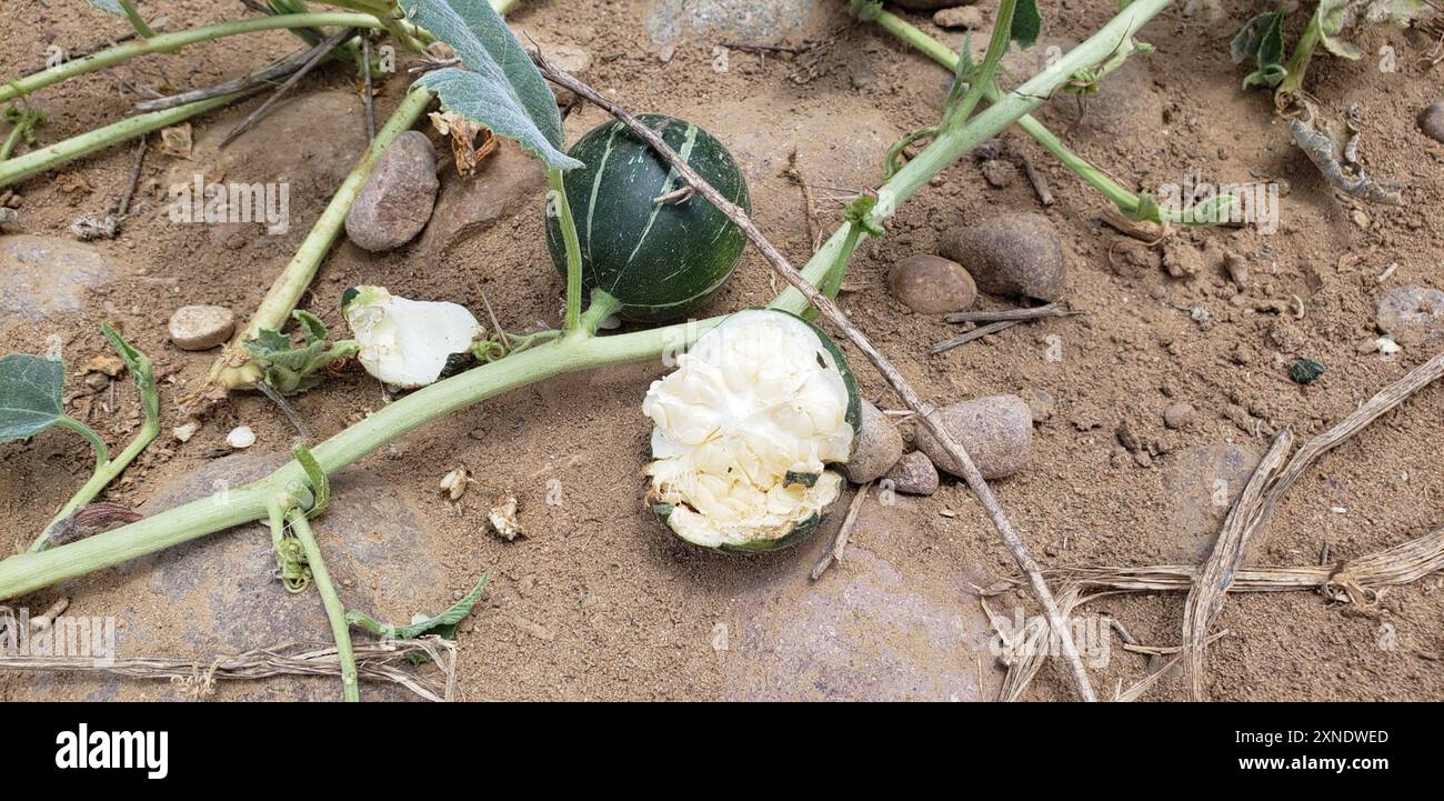 Buffalo Gourd (Cucurbita foetidissima) Plantae Stock Photo - Alamy