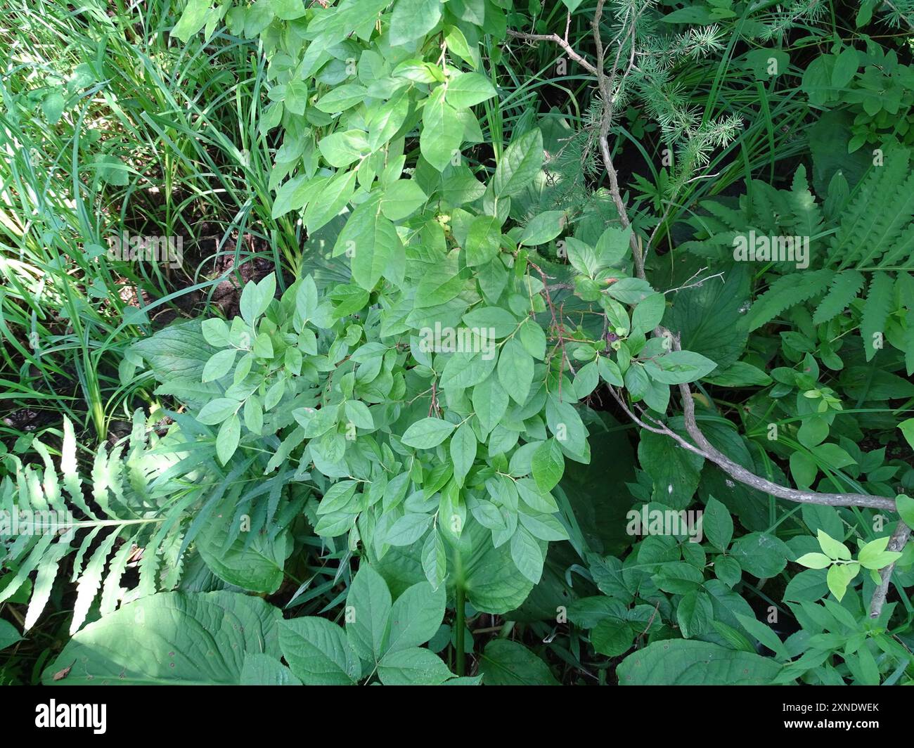 Northern highbush blueberry (Vaccinium corymbosum) Plantae Stock Photo ...
