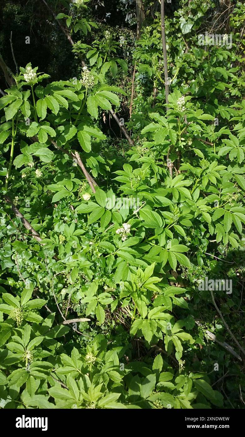 European Red Elder (Sambucus racemosa racemosa) Plantae Stock Photo - Alamy
