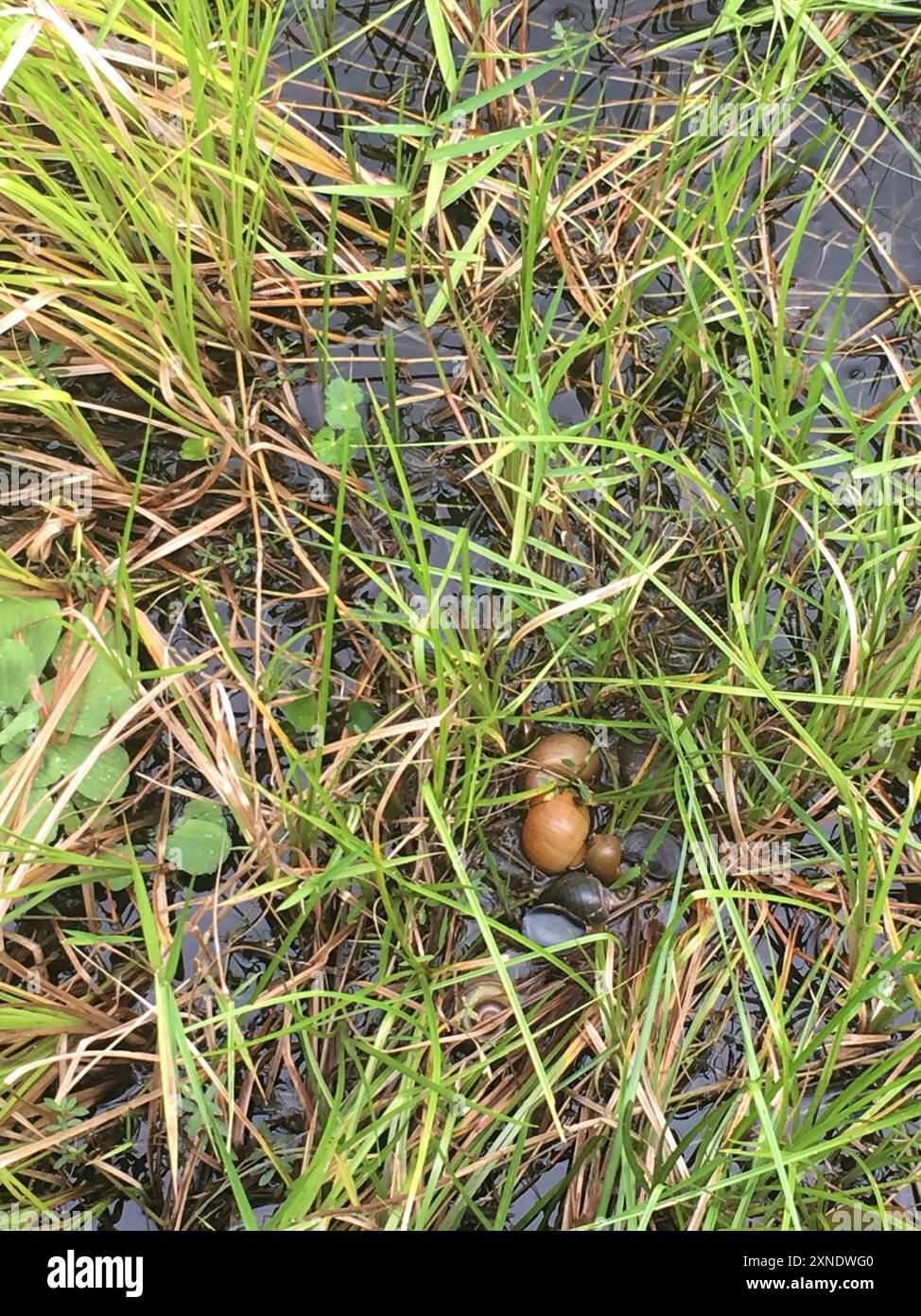 Common Apple Snails (Pomacea) Mollusca Stock Photo - Alamy