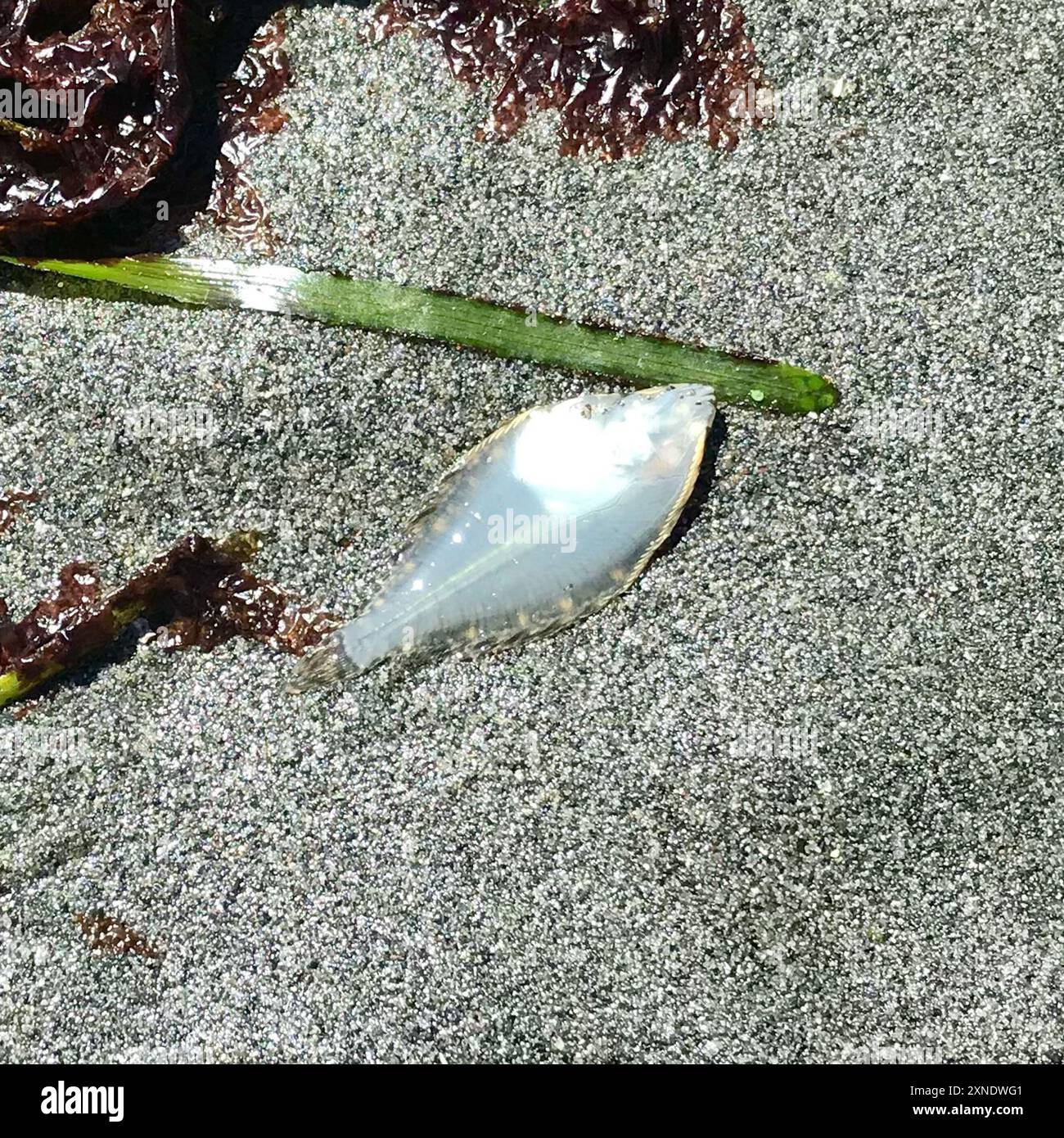 Flatfishes (Pleuronectoidei) Actinopterygii Stock Photo - Alamy