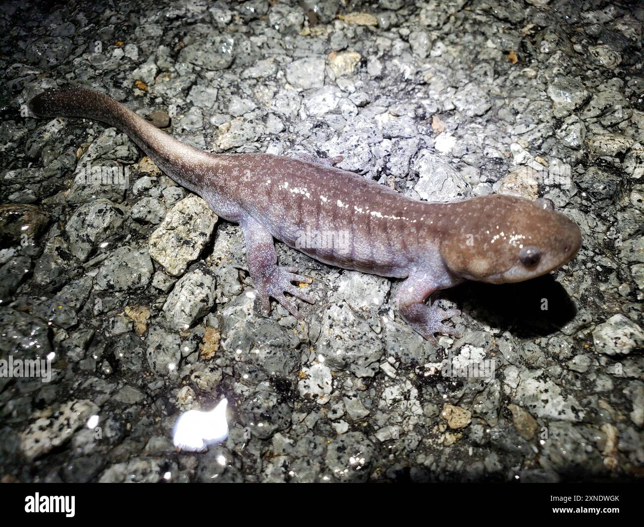 Mole Salamander (Ambystoma talpoideum) Amphibia Stock Photo - Alamy
