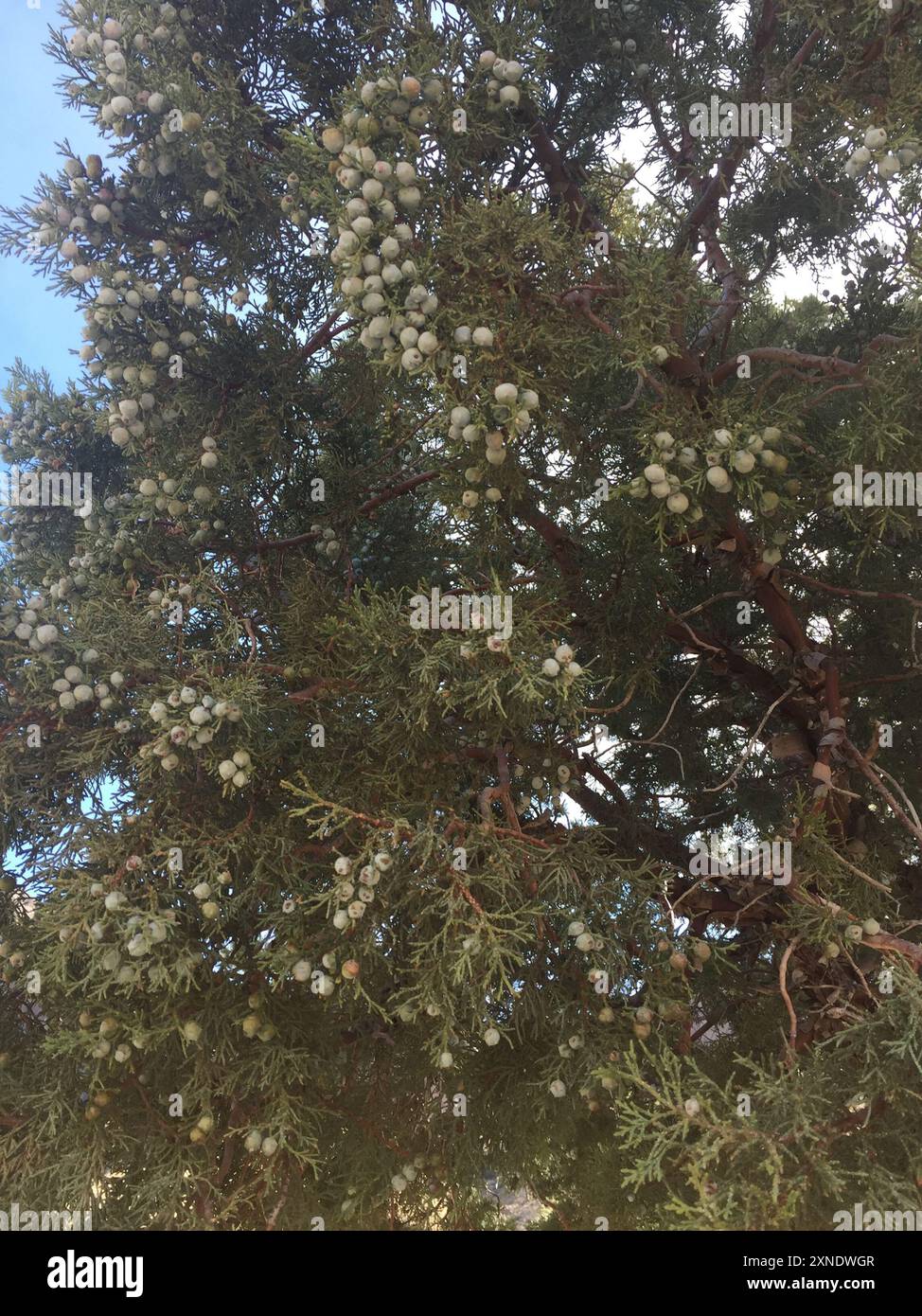 alligator juniper (Juniperus deppeana) Plantae Stock Photo - Alamy