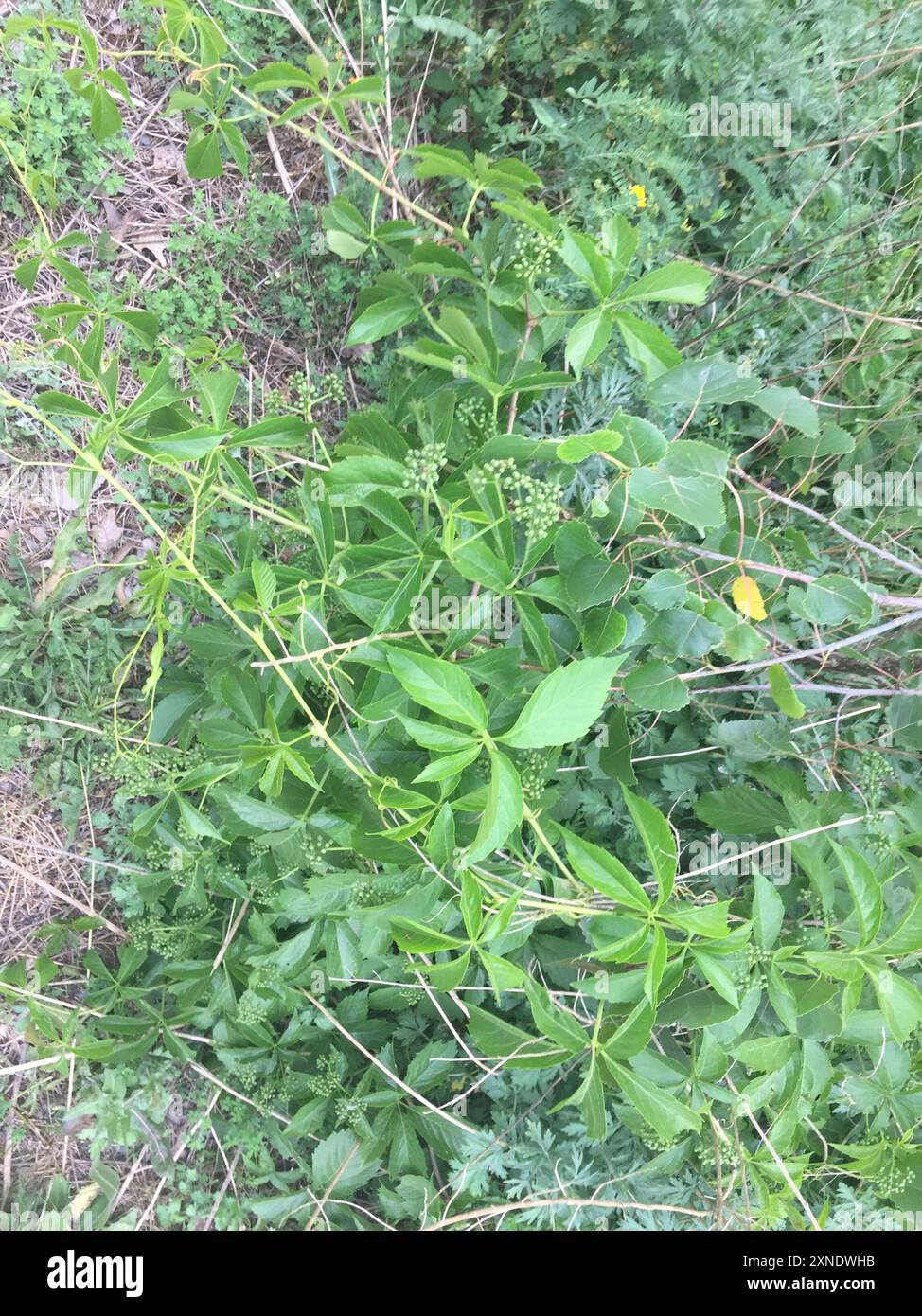 thicket creeper (Parthenocissus inserta) Plantae Stock Photo - Alamy