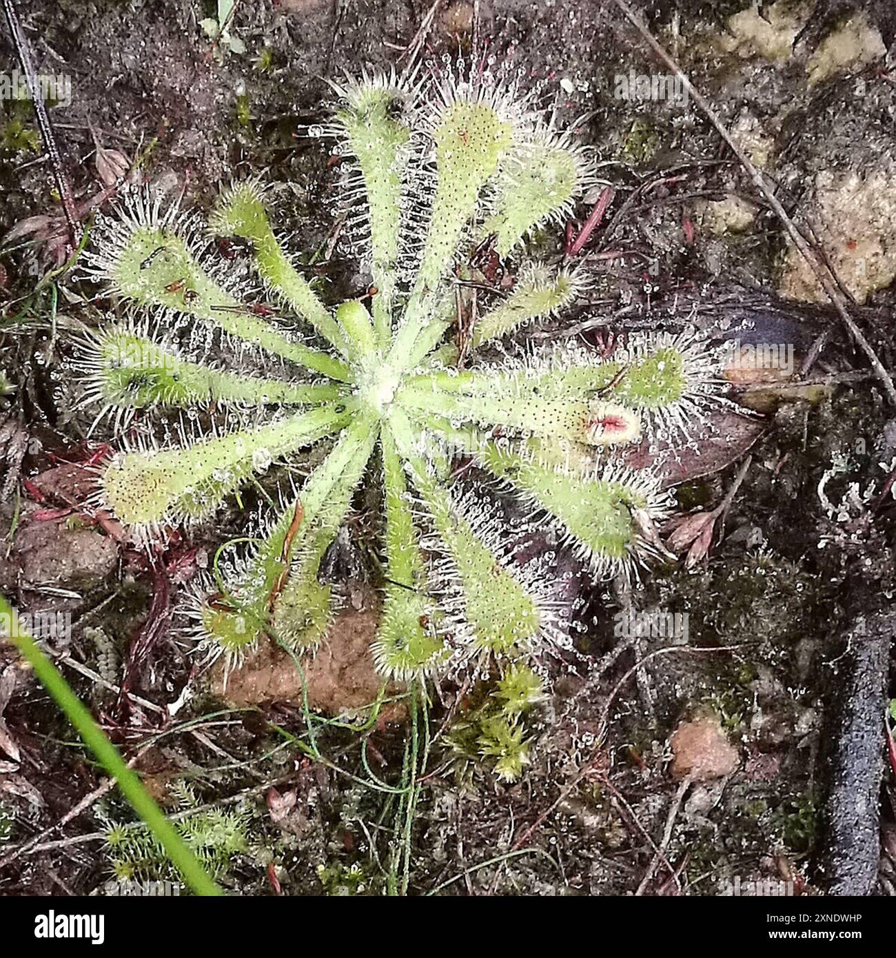 Natal Sundew (Drosera natalensis) Plantae Stock Photo - Alamy