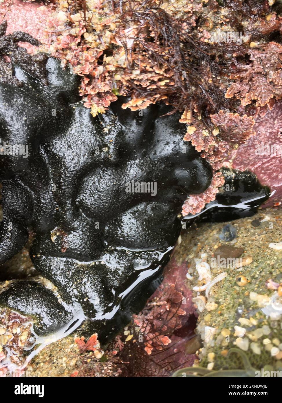 green spongy cushion (Codium setchellii) Plantae Stock Photo - Alamy