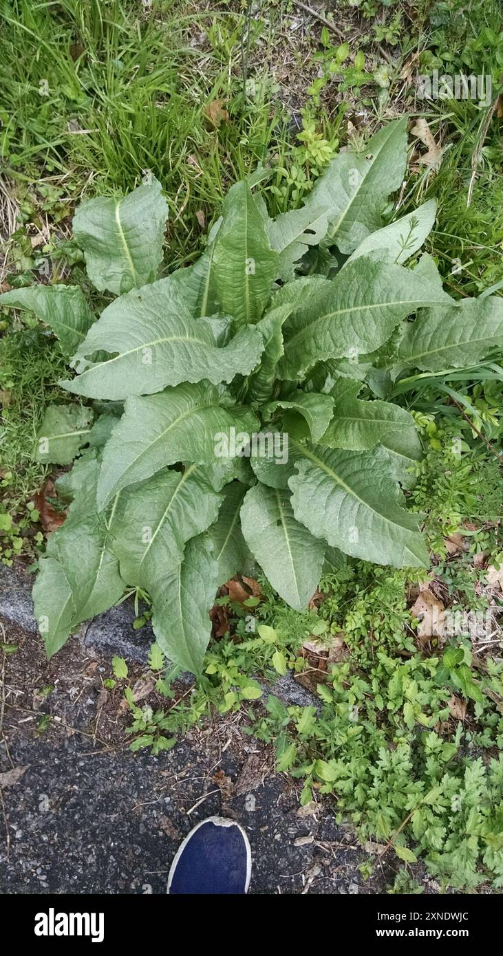 Patience Dock (Rumex patientia) Plantae Stock Photo - Alamy