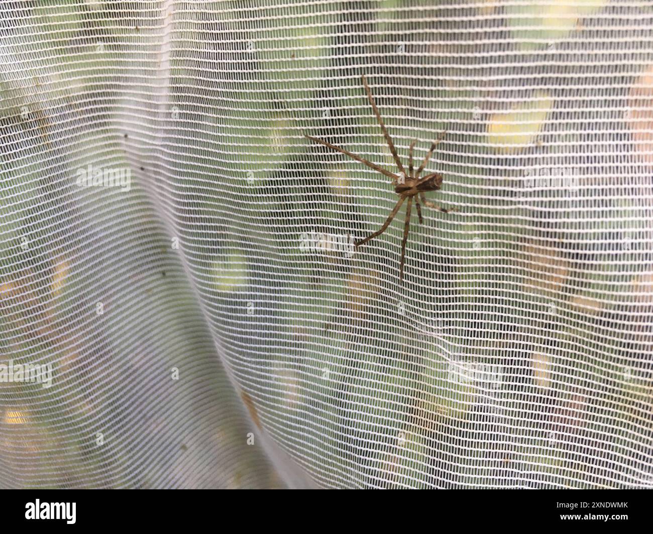 Square-ended Crab Spiders (Sidymella) Arachnida Stock Photo - Alamy