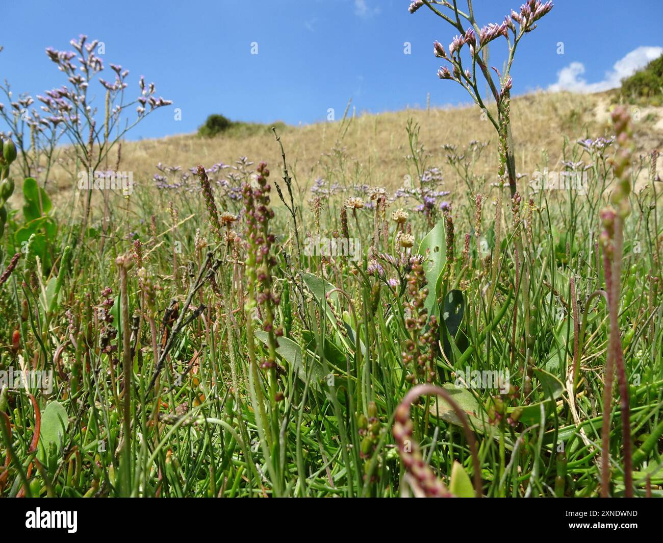 common arrowgrass (Triglochin maritima) Plantae Stock Photo - Alamy