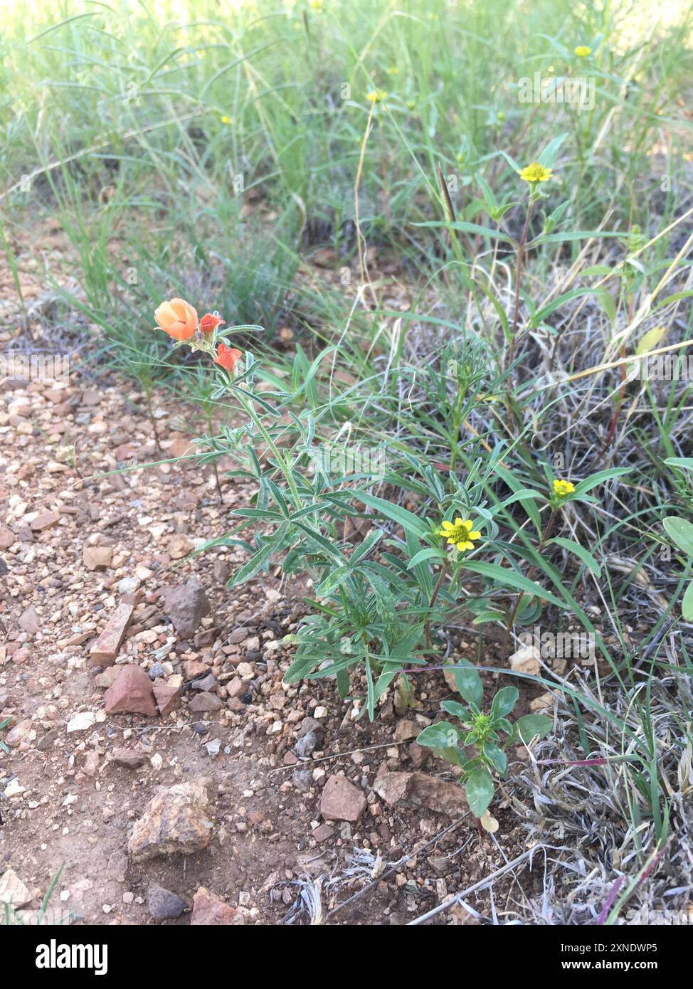Juniper Globemallow (Sphaeralcea digitata) Plantae Stock Photo - Alamy