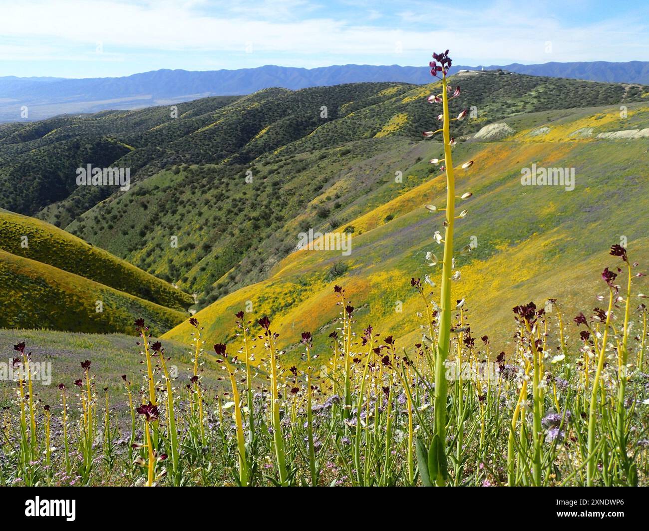 desert candle (Caulanthus inflatus) Plantae Stock Photo - Alamy