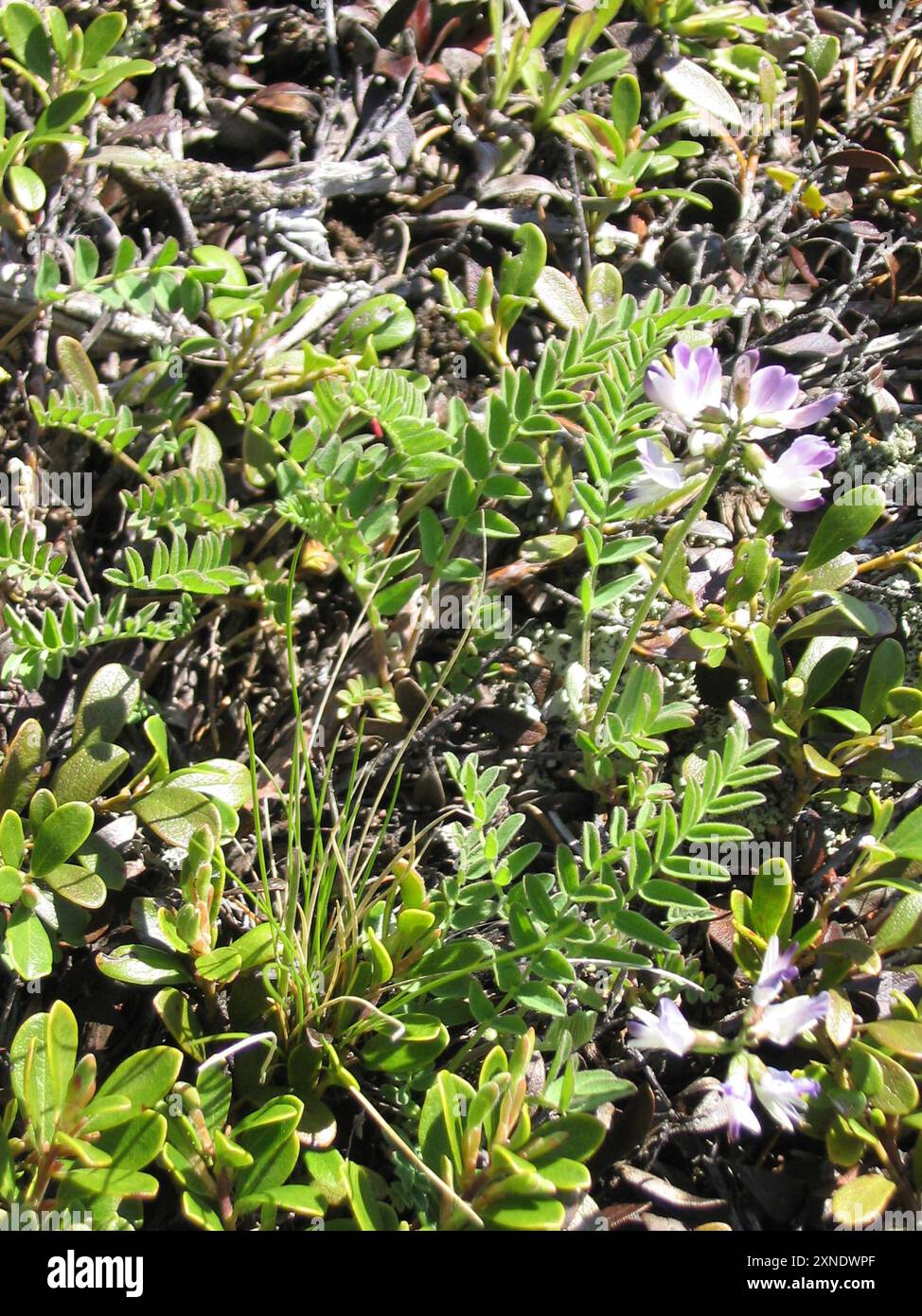 Alpine Milkvetch (Astragalus alpinus) Plantae Stock Photo - Alamy