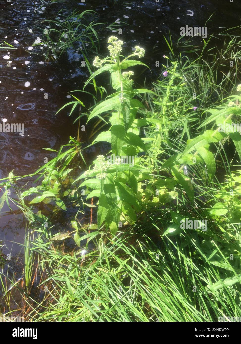 common boneset (Eupatorium perfoliatum) Plantae Stock Photo - Alamy