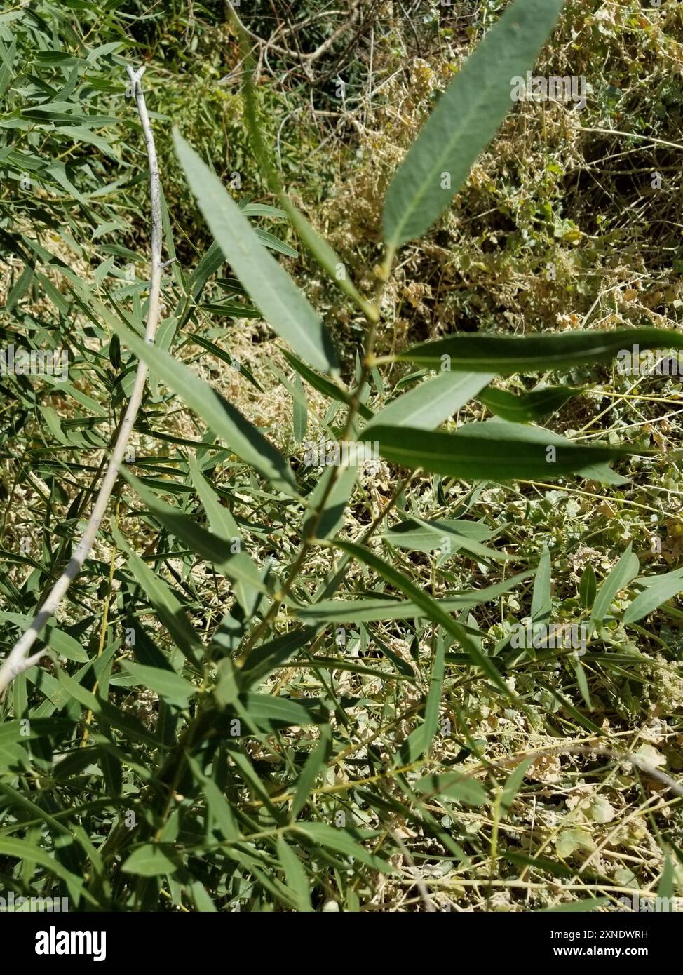 Goodding's willow (Salix gooddingii) Plantae Stock Photo - Alamy