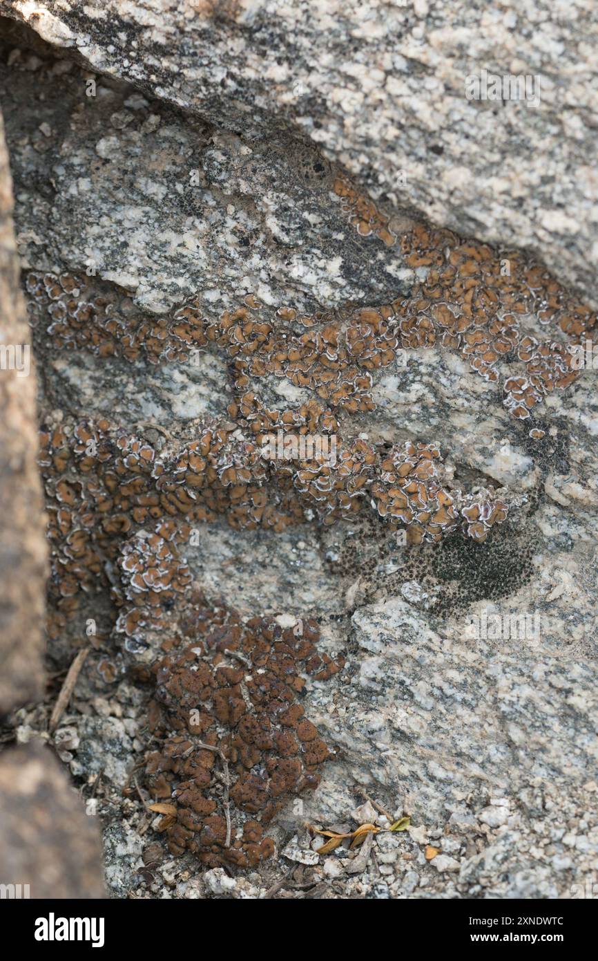 Blushing Scale (Psora decipiens) Fungi Stock Photo - Alamy