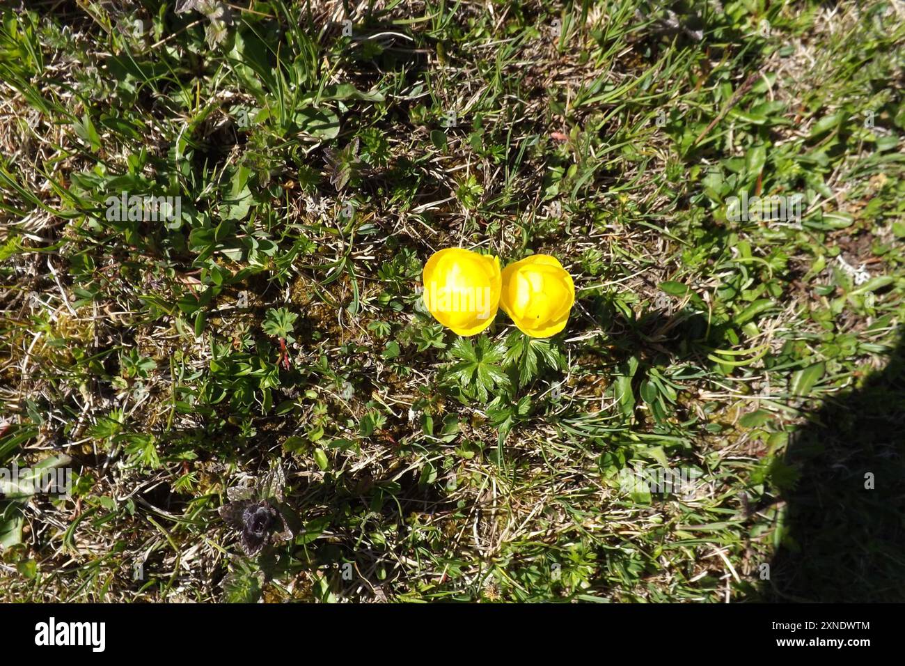 European Globeflower (Trollius europaeus) Plantae Stock Photo - Alamy