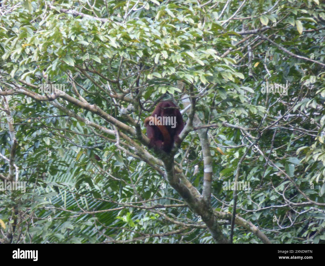 Colombian red howler monkey hi-res stock photography and images - Alamy