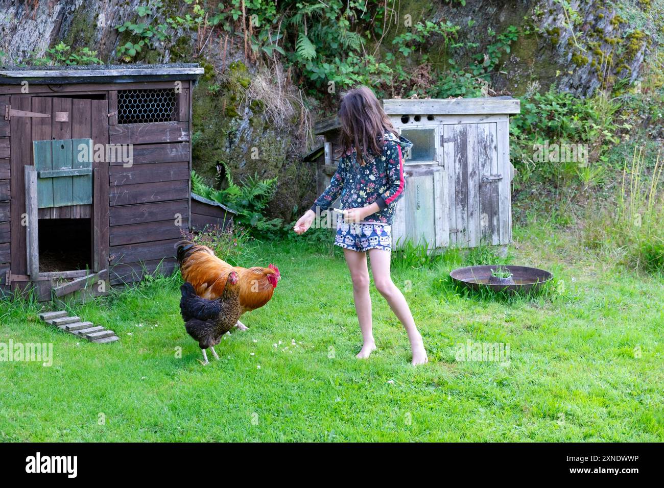 Young girl child holding out hand with chicken feed to cockerel and hen ...